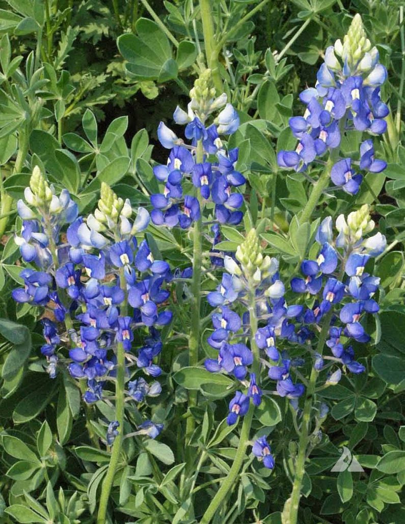 Texas Bluebonnet (Lupinus texensis) | Applewood Seed Company