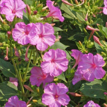 Pink Four OClock (Mirabilis jalapa) | Applewood Seed Company