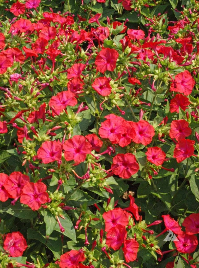 Red Four OClock (Mirabilis jalapa) | Applewood Seed Company