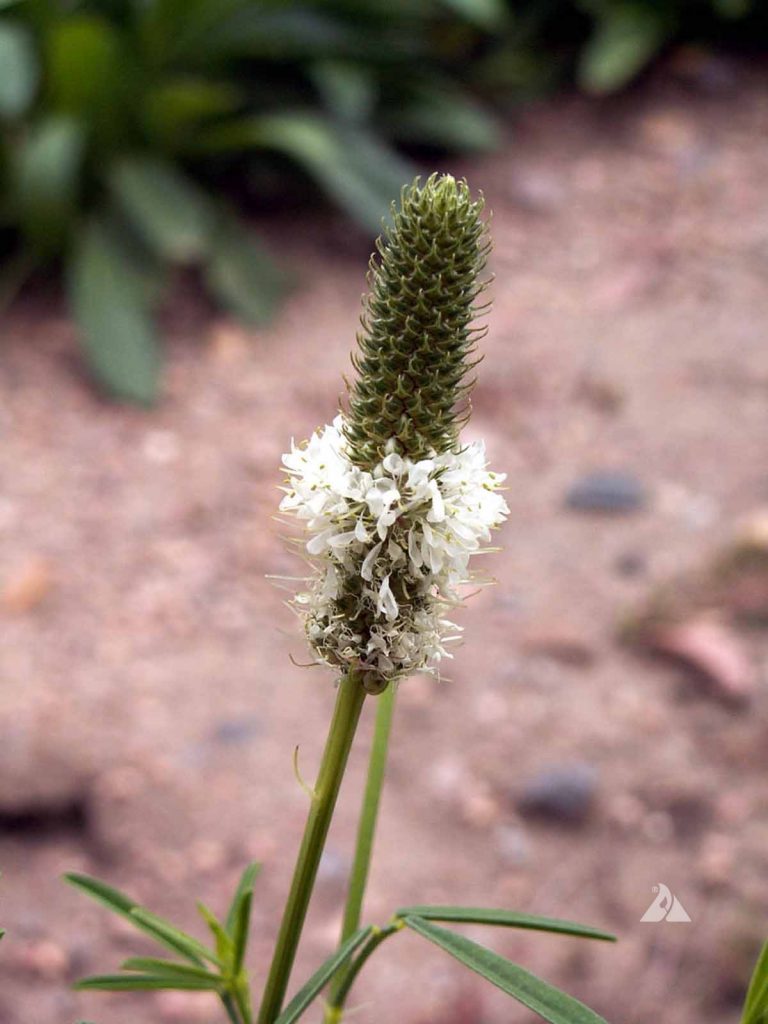 White Prairie Clover (Dalea candida) | Applewood Seed Company