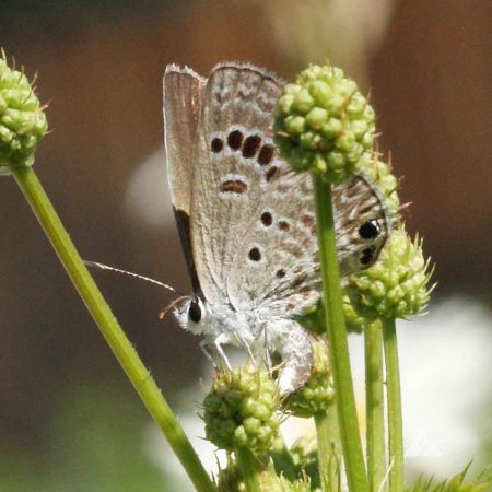 Illinois Bundleflower (Desmanthus illinoensis) | Applewood Seed Company