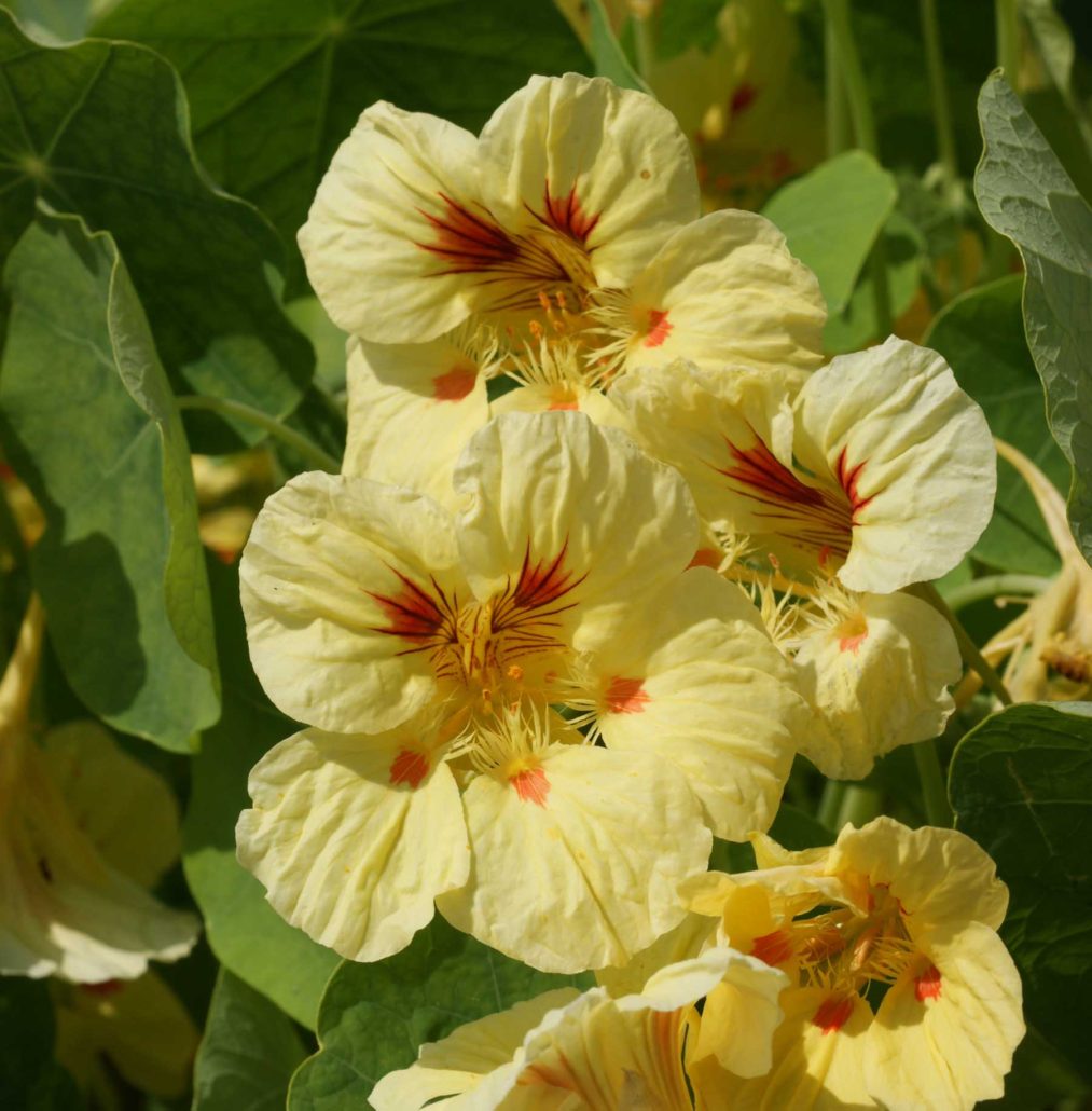 Nasturtium Peach Melba (Tropaeolum majus nanum)|Applewood Seed Company