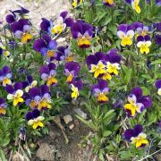 Johnny Jump Up Helen Mount (Viola cornuta) | Applewood Seed Company