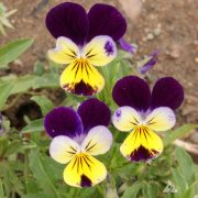 Johnny Jump Up Helen Mount (Viola cornuta) | Applewood Seed Company