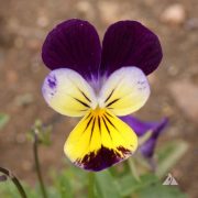 Johnny Jump Up Helen Mount (Viola cornuta) | Applewood Seed Company