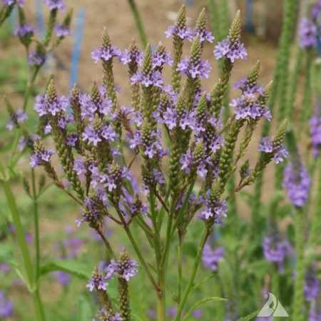 Blue Vervain (Verbena hastata) | Applewood Seed Company