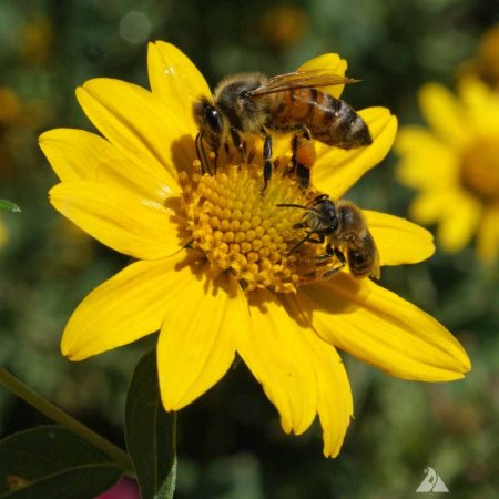 Showy Goldeneye (Heliomeris multiflora) | Applewood Seed Company