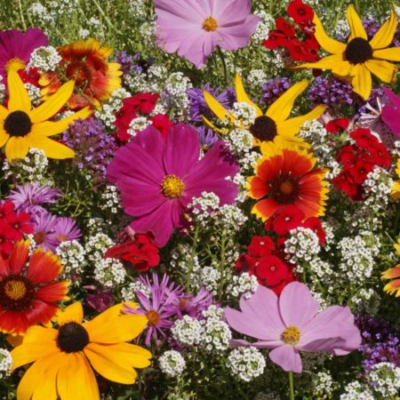 Butterfly Seed Mixture | Applewood Seed Company
