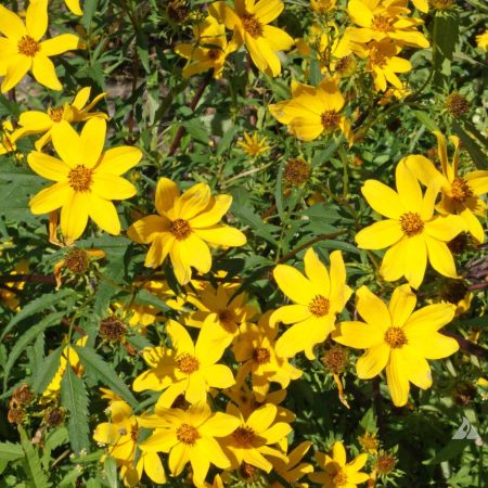 Tickseed Sunflower (Bidens aristosa) | Applewood Seed Company