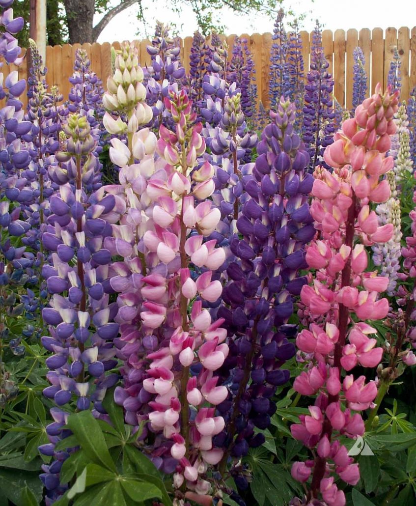 Russell Lupine (Lupinus polyphyllus) | Applewood Seed Company