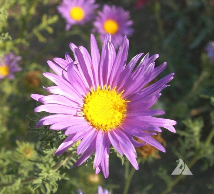 Prairie Aster (Machaeranthera tanacetifolia) | Applewood Seed Company