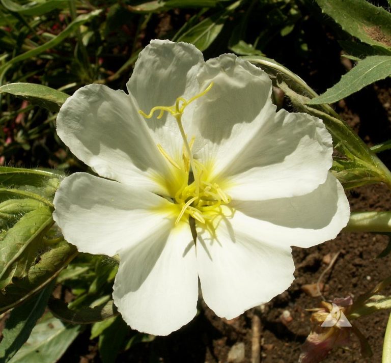 Pale Evening Primrose (Oenothera pallida) | Applewood Seed Company
