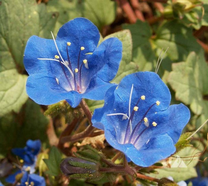 California Bluebell (Phacelia campanularia) | Applewood Seed Company