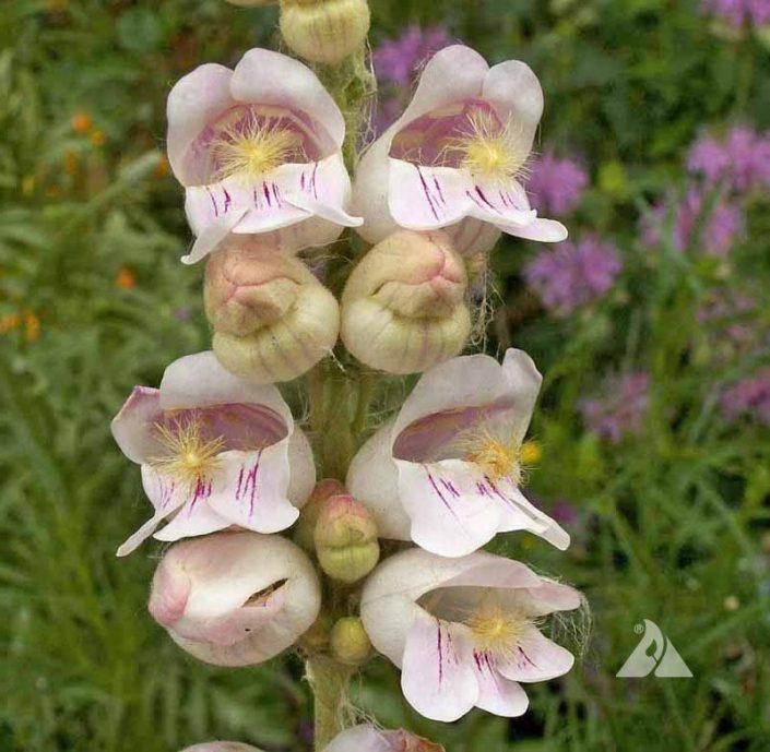 Palmer Penstemon (Penstemon palmeri) | Applewood Seed Company