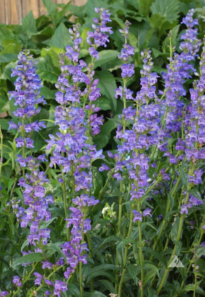 Rocky Mountain Penstemon (Penstemon strictus) | Applewood Seed Co.