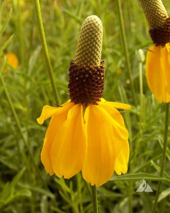 Prairie Coneflower (Ratibida columnifera) | Applewood Seed Company