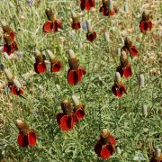 Dwarf Red Coneflower (Ratibida columnifera) | Applewood Seed Company