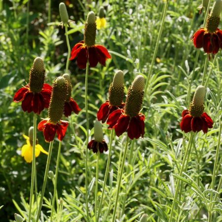 Dwarf Red Coneflower (Ratibida columnifera) | Applewood Seed Company