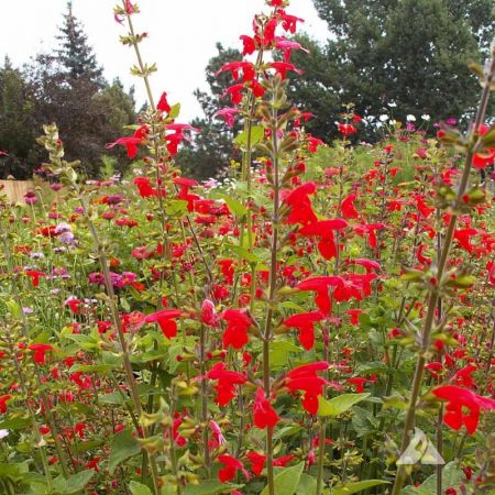 Scarlet Sage (Salvia coccinea) | Applewood Seed Company