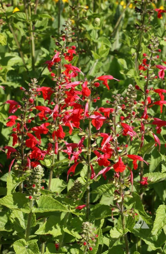Scarlet Sage (Salvia coccinea) | Applewood Seed Company