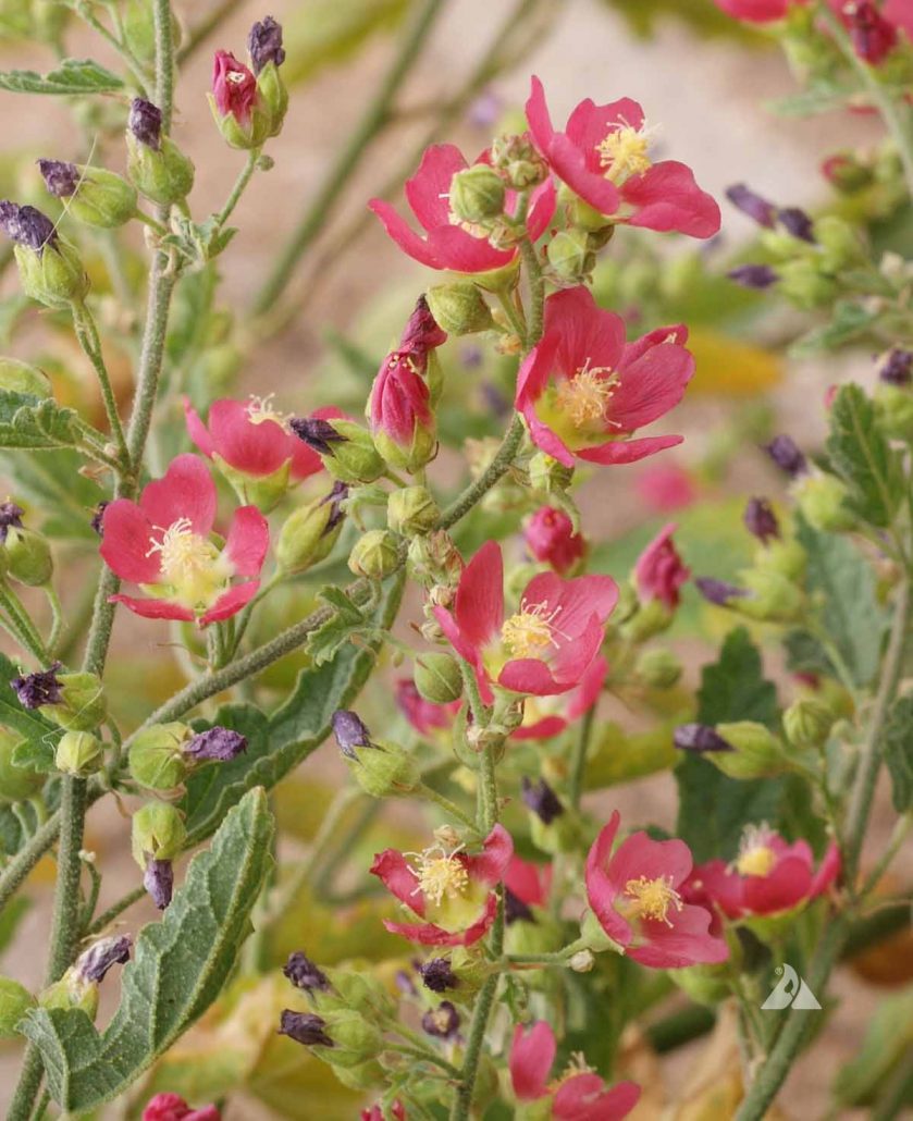 Desert Globemallow (Sphaeralcea ambigua) | Applewood Seed Company
