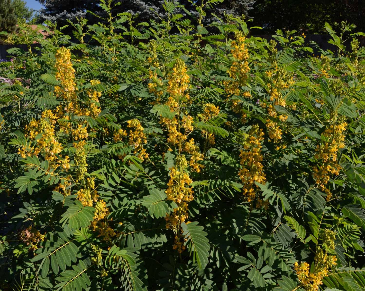 Wild Senna (Senna hebecarpa) | Applewood Seed Company