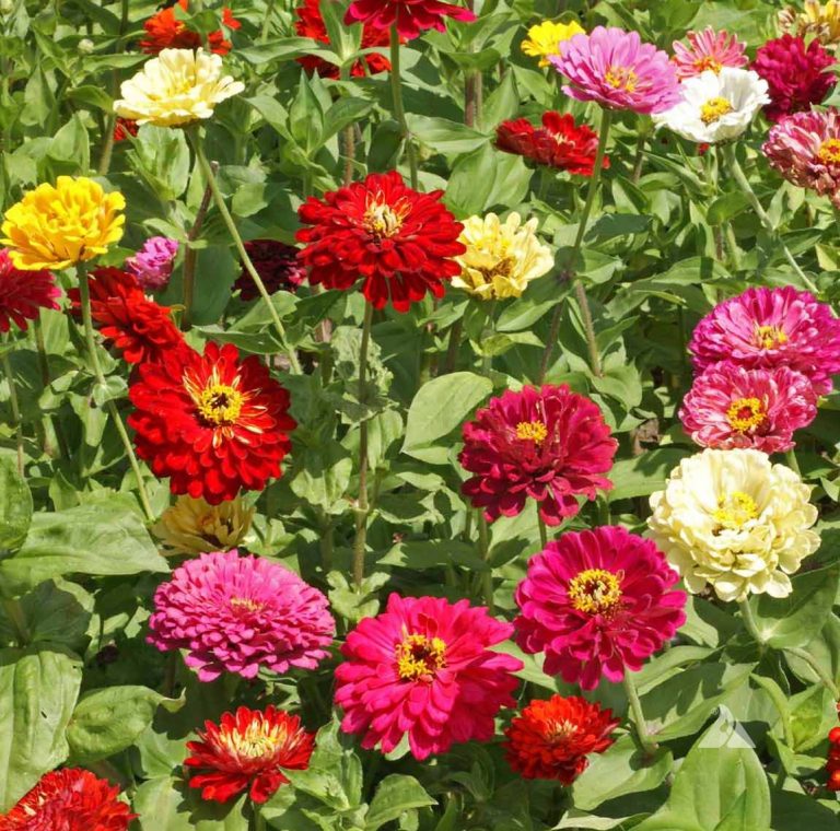 Zinnia State Fair (Zinnia elegans) | Applewood Seed Company
