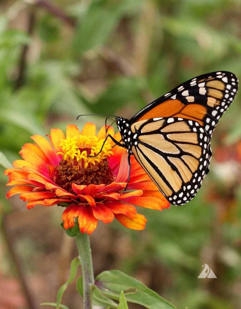 monarch butterfly garden mixture|Applewood Seed Company
