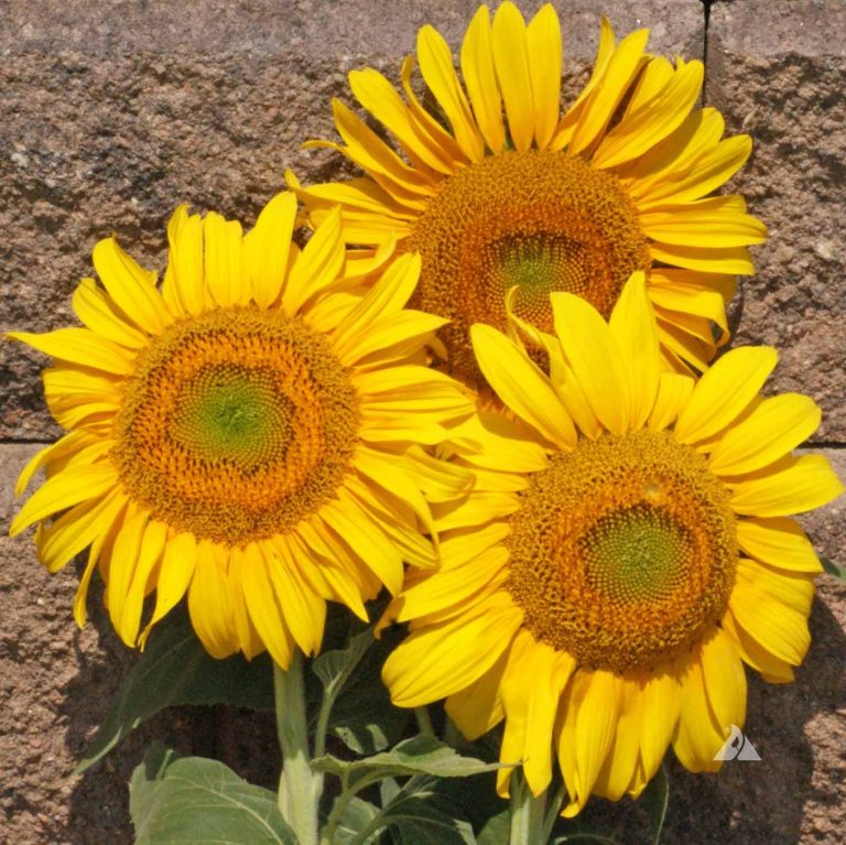 Grey Stripe Sunflower (Helianthus annuus) | Applewood Seed Company