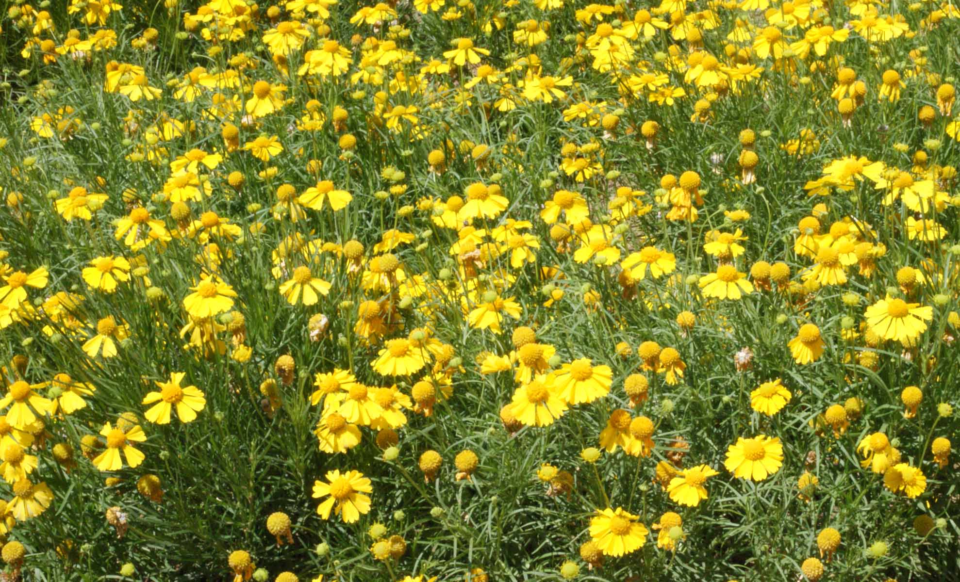 Featured Flower: Dwarf Helenium (Helenium amarum) | Applewood Seed Company