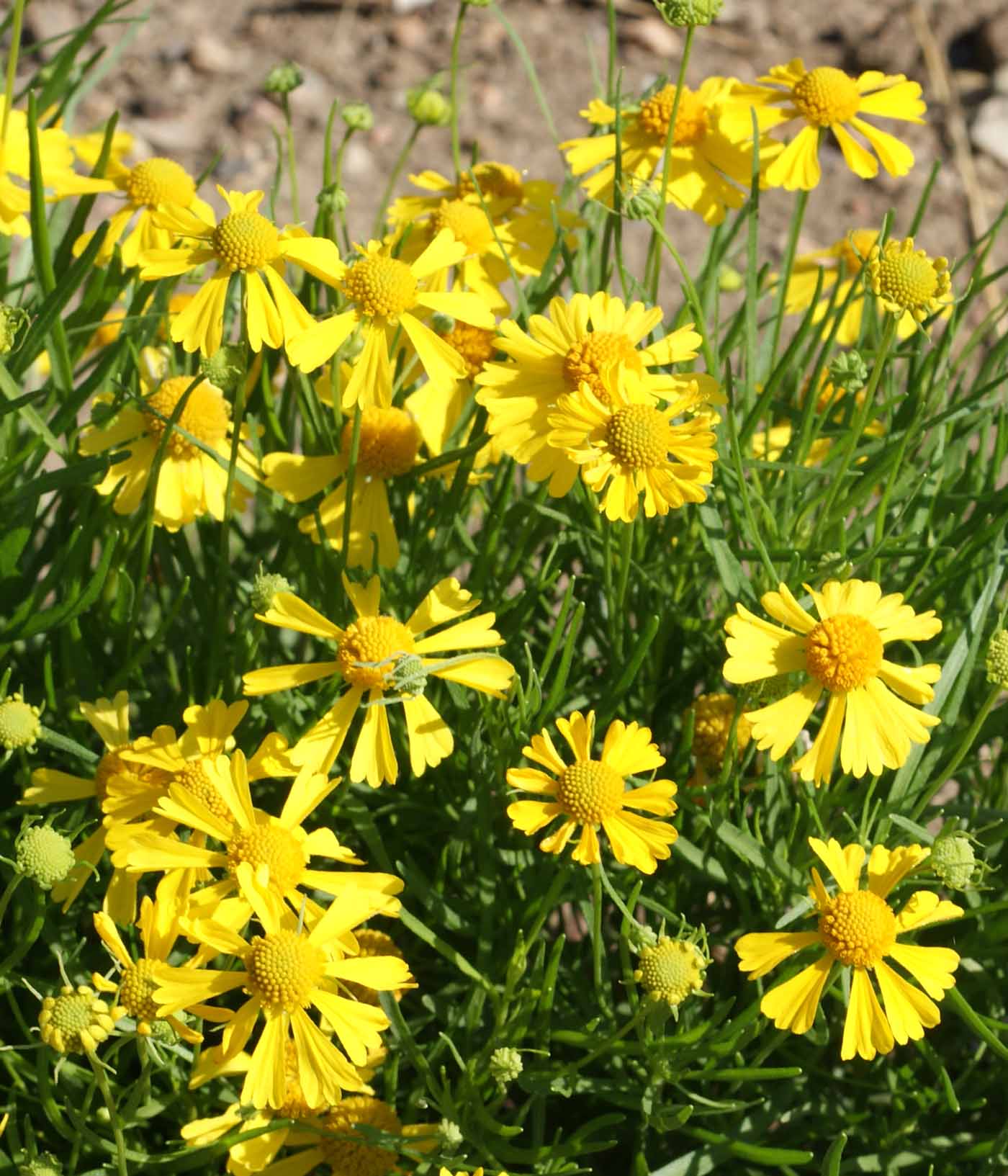 Featured Flower: Dwarf Helenium (Helenium amarum) | Applewood Seed Company