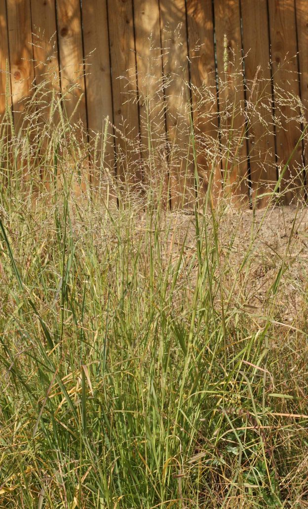 Sand Dropseed (Sporobolus cryptandrus) | Applewood Seed Company