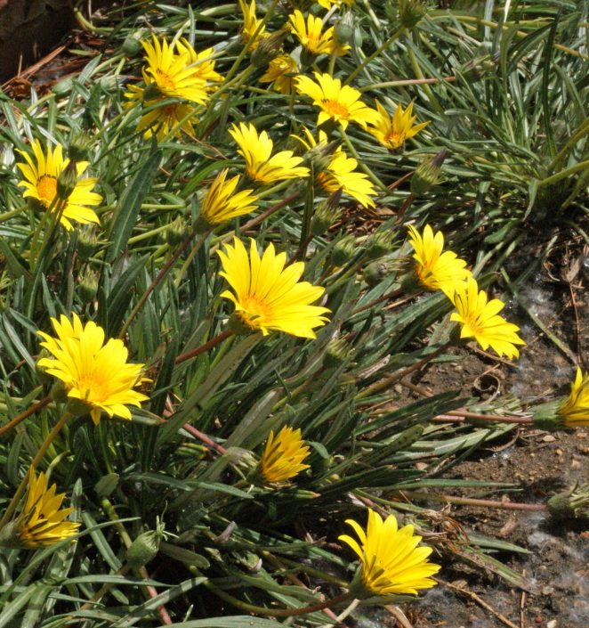 Featured Flower: Gazania Colorado Gold® (Gazania linearis) | Applewood ...