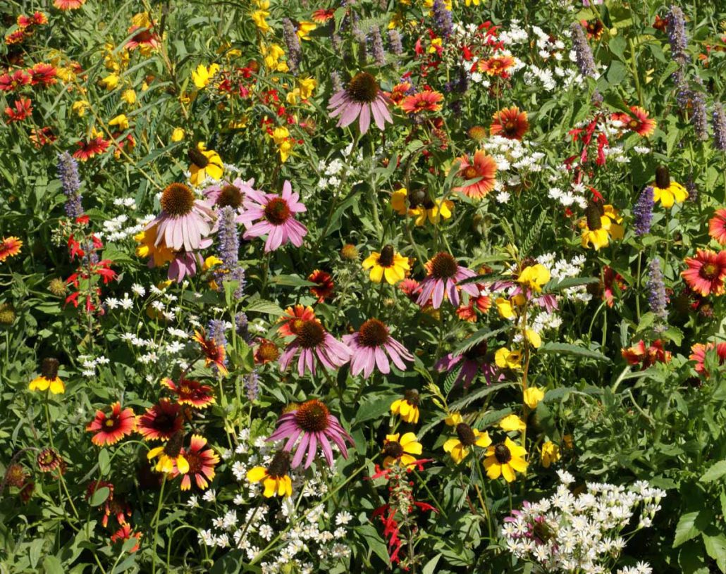 Xeriscaping: Helping to Conserve Water | Applewood Seed Company