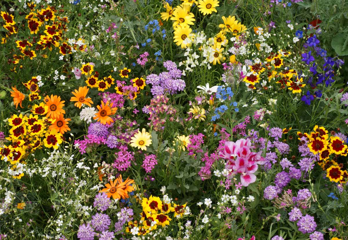 How We Create Flower Seed Mixes|Applewood Seed Company