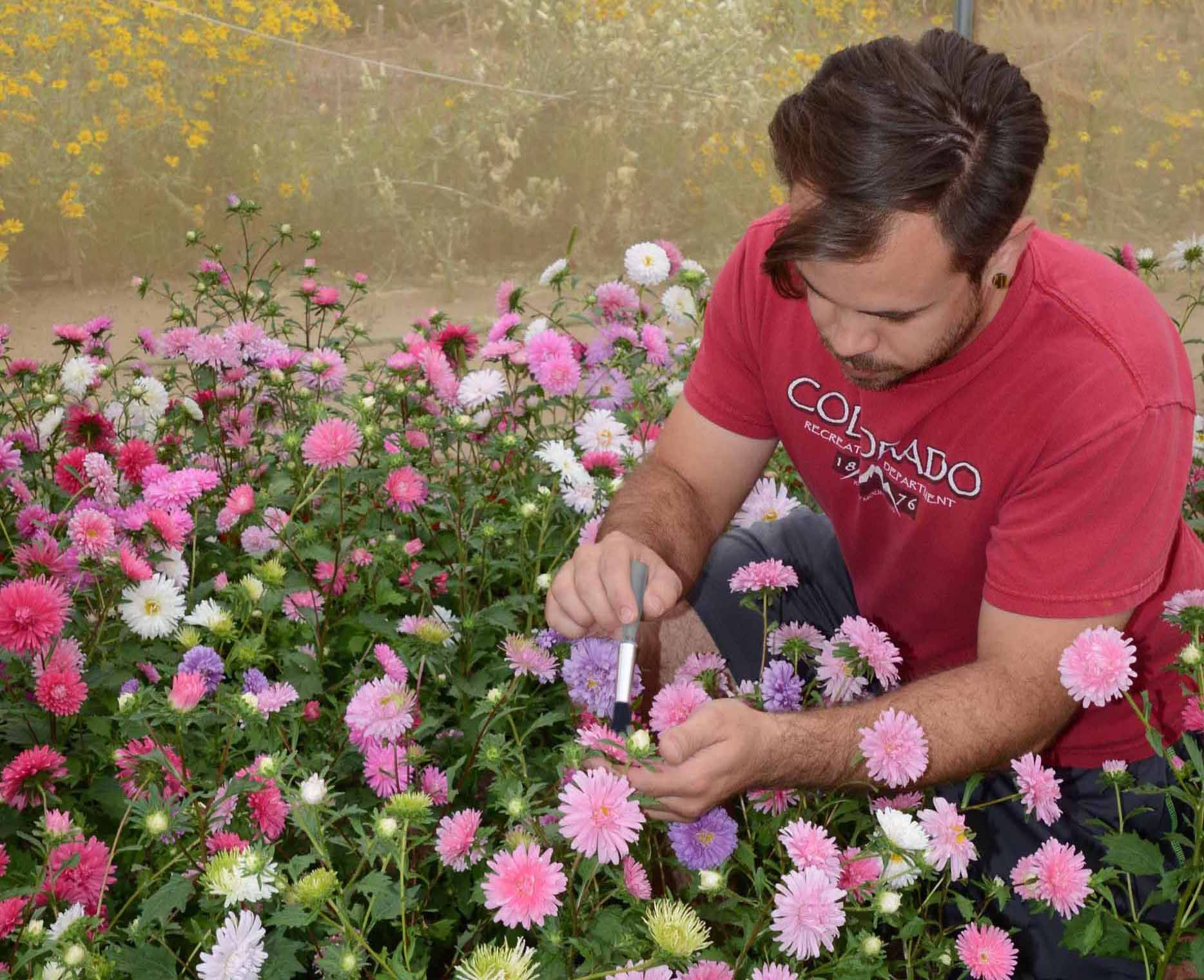 Sustaining Quality Garden Flower Varieties with Open Pollinated Seeds ...