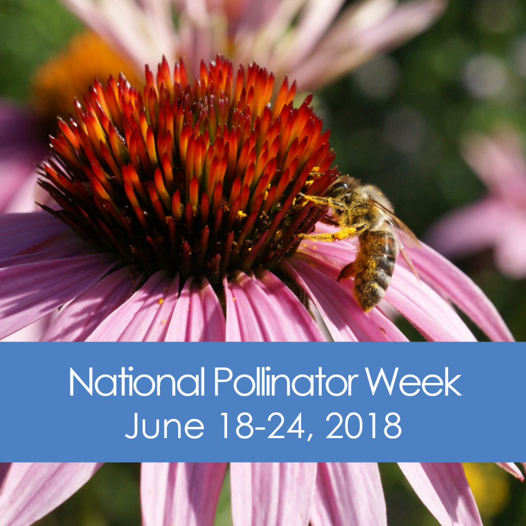 Pollinator Week 2018 Kicks Off with a Buzz | Applewood Seed Company