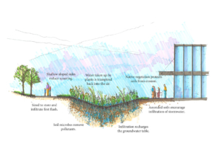 Bioswales and Rain Gardens | Applewood Seed Company