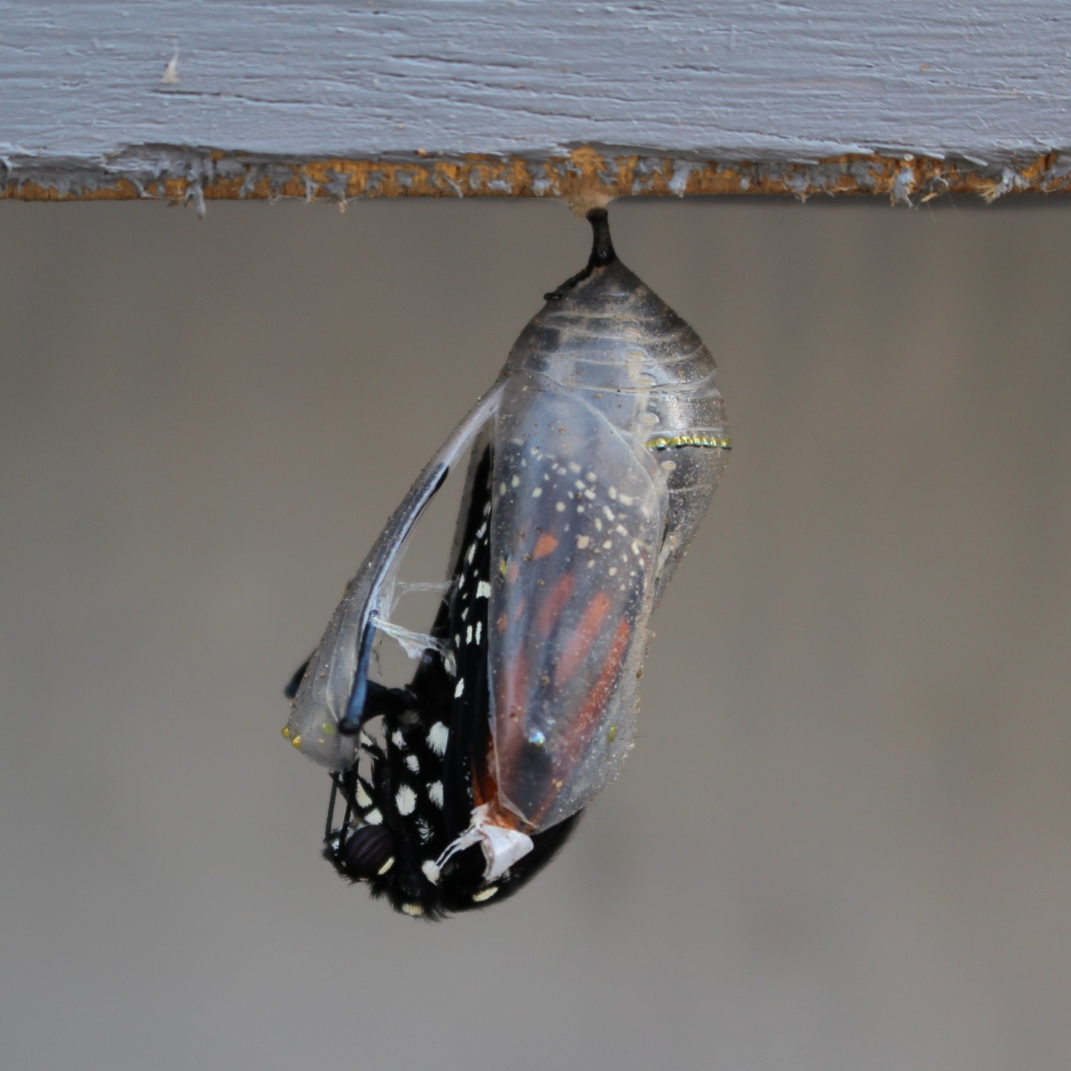 Another Valuable Pollinator Joins the World: A Monarch Story ...