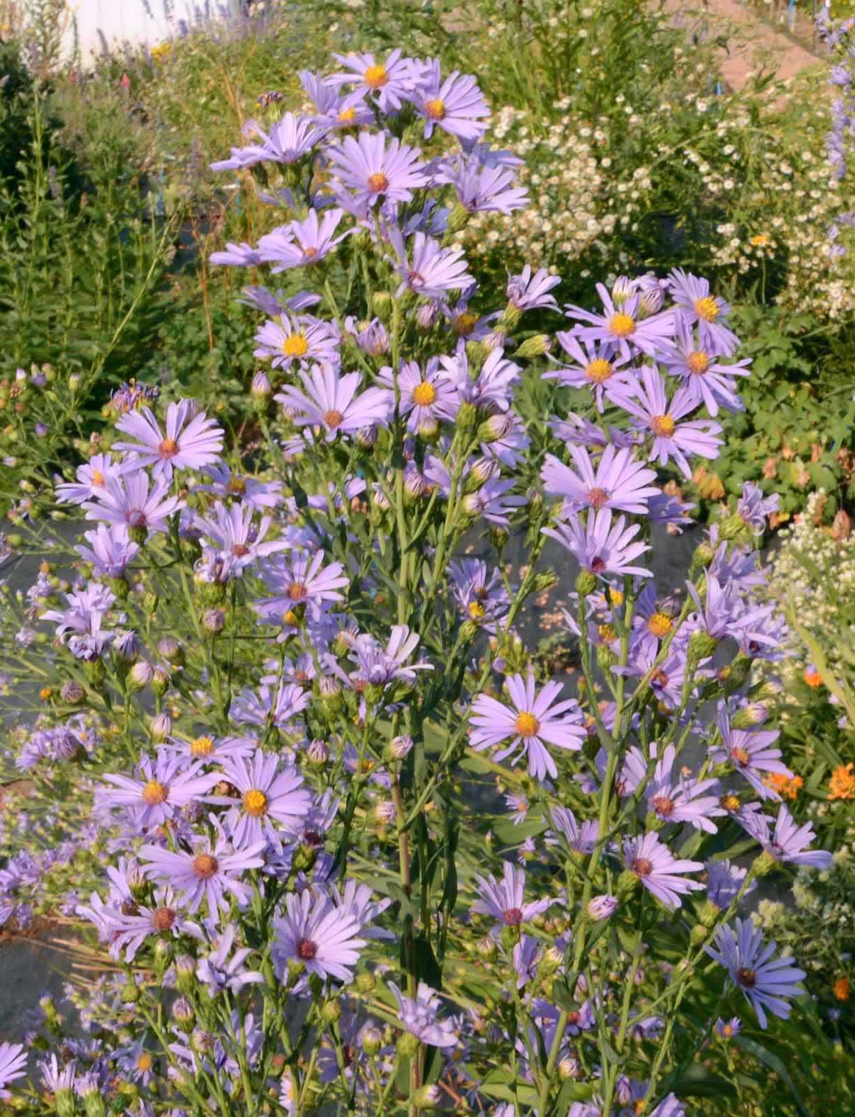 All About Asters | Applewood Seed Company