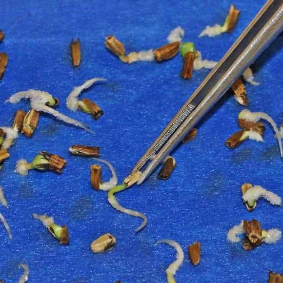 Applewood Seed Test Lab | Applewood Seed Company