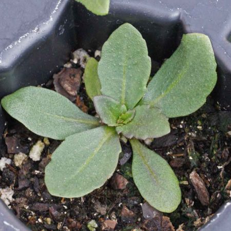 Autumn Sneezeweed (Helenium autumnale) | Applewood Seed Company