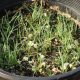 Sandberg Bluegrass (Poa secunda) | Applewood Seed Company