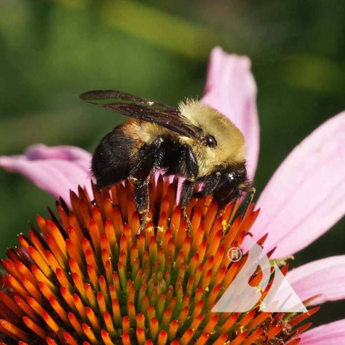 Biodiversity Series on Natives Bees | Native Bee Group: Bumblebees ...