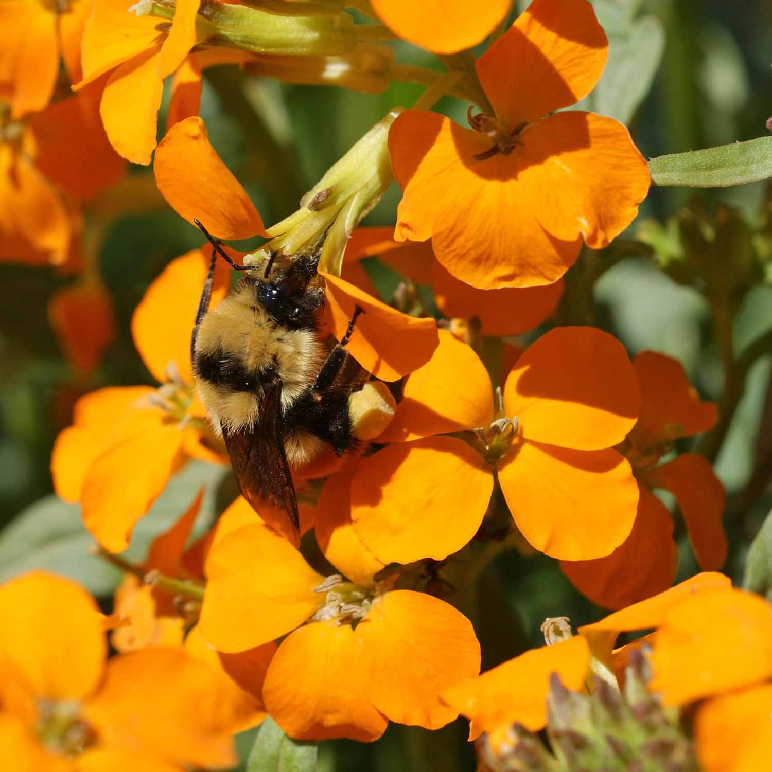 Bumblebee Buffet Mix | Applewood Seed Company
