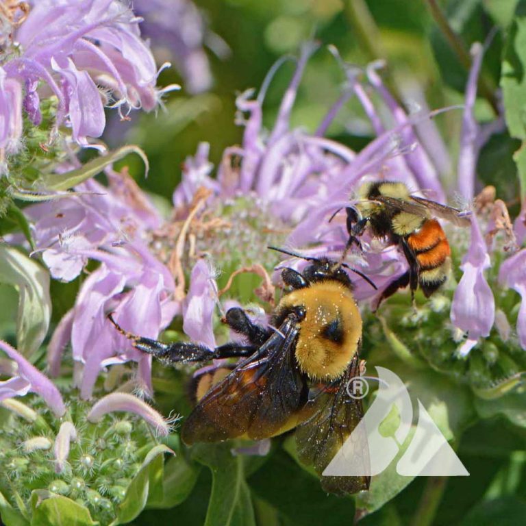 Seed Mixes for Bee Conservation Archives | Applewood Seed Company