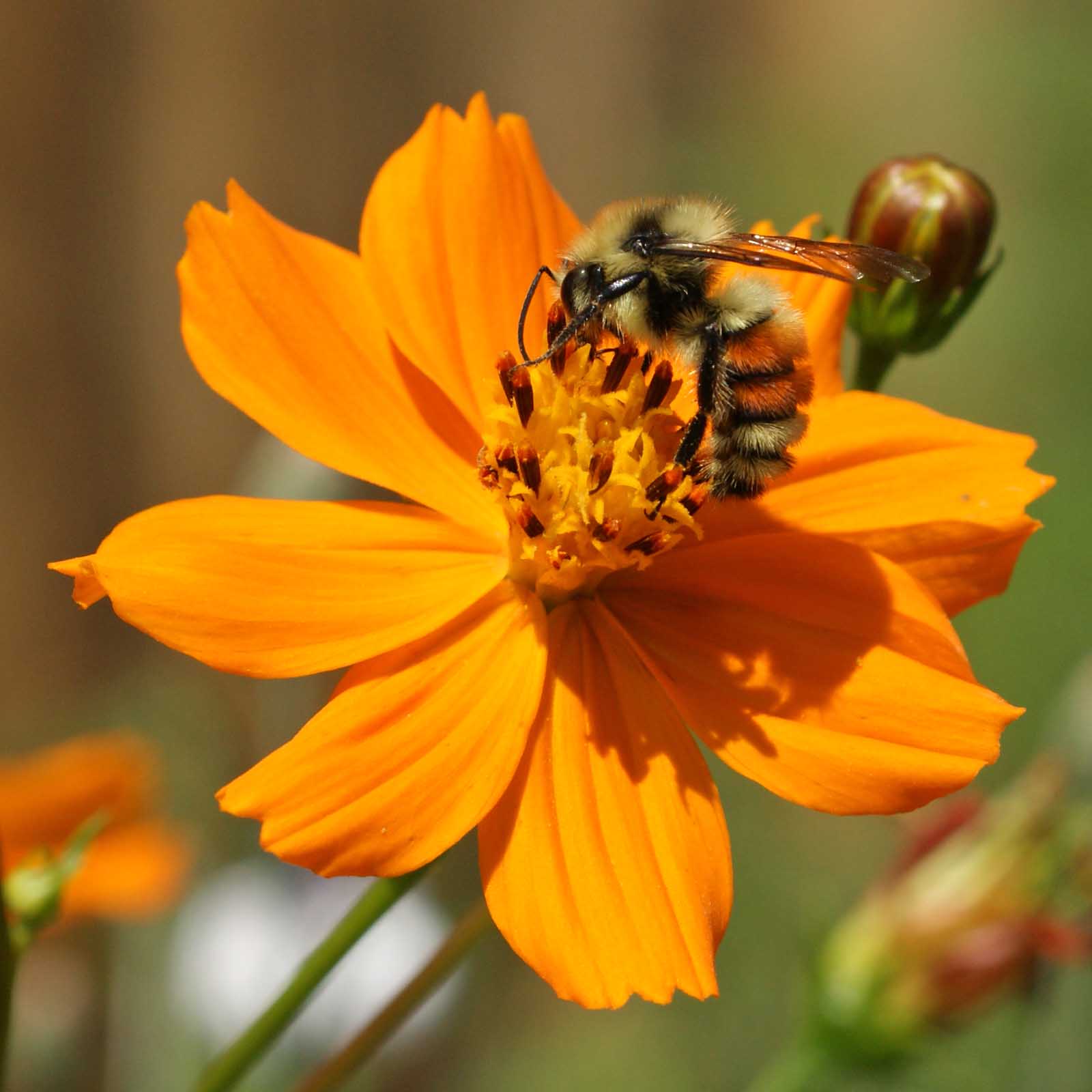 Bayer’s Feed a Bee Program Has Reached the 50-State Milestone ...