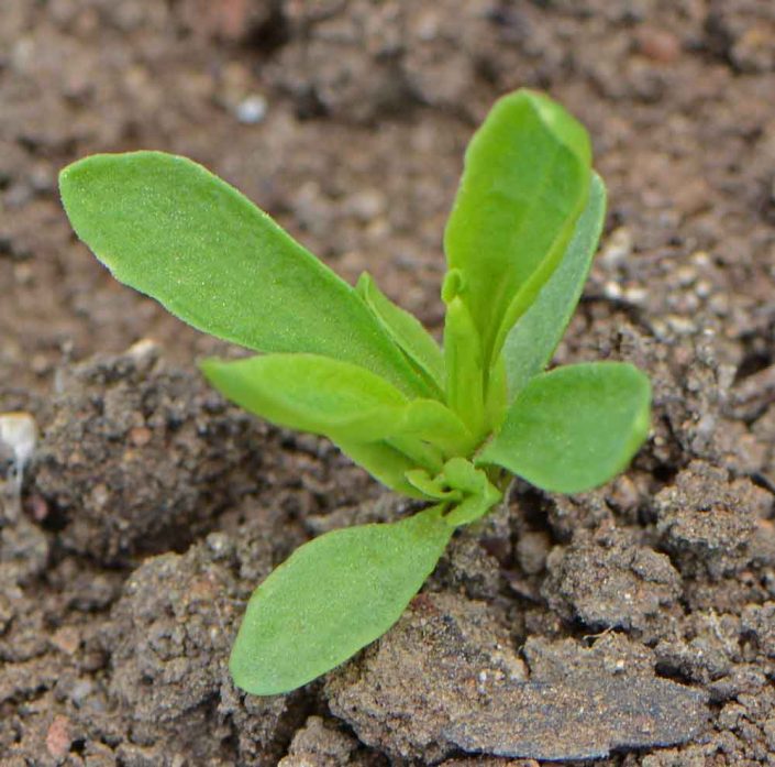 Chinese Pinks (Dianthus chinensis) | Applewood Seed Company