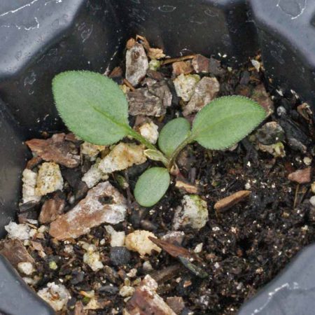 Grey Headed Coneflower (Ratibida pinnata) | Applewood Seed Company