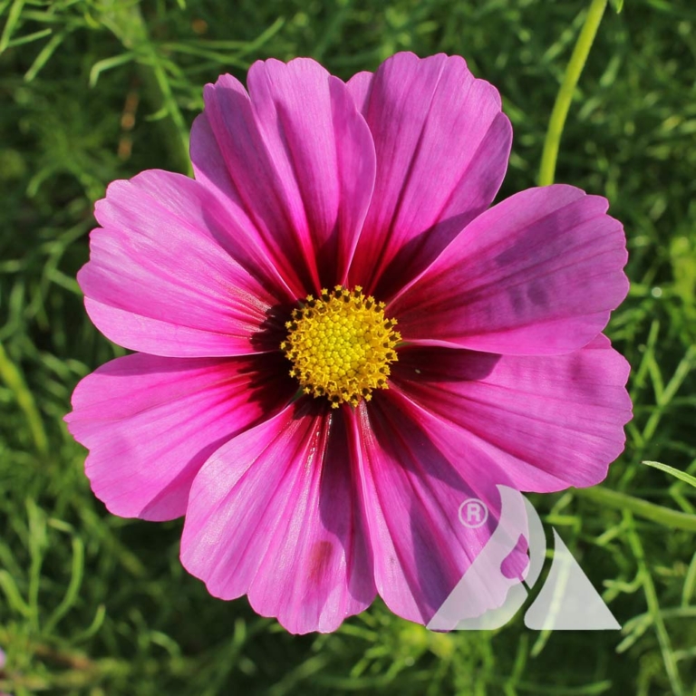 Cosmos Radiance (Cosmos bipinnatus) | Applewood Seed Company
